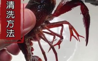 怎样清洗小龙虾又快又干净_小龙虾怎么洗才放心吃