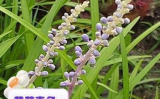 麦冬和什么一起泡最好_麦冬搭配禁忌