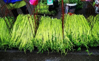 空心菜有毒吗_空心菜为什么有毒