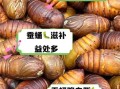 蚕蛹的营养价值_蚕蛹吃多了有什么坏处