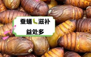 蚕蛹的营养价值_蚕蛹吃多了有什么坏处