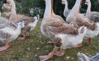 狮头鹅图片高清_狮头鹅长什么样