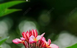 鸡蛋花图片唯美_鸡蛋花的花语是什么