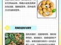 龙眼几月份成熟_龙眼什么时候上市