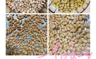 糖霜花生米怎么做_糖霜花生米的做法窍门