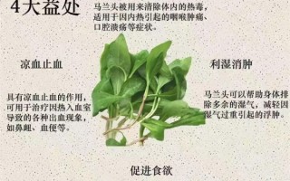 马兰头有什么功效与作用_马兰头怎么吃最营养