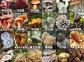 常见食用菌种类有哪些_32种菇类品种图片和名字