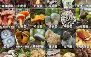 常见食用菌种类有哪些_32种菇类品种图片和名字