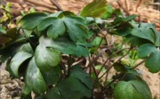 紫背天葵图片长什么样_紫背天葵怎么辨认