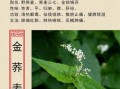 金荞麦是骗局吗_金荞麦副作用有哪些