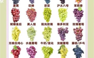葡萄吃多了会上火吗_一天吃多少颗合适