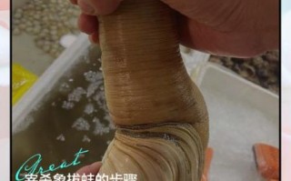 象拔蚌多少钱一斤2021_价格为什么波动这么大