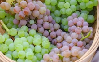 柔丁香葡萄好吃吗_柔丁香葡萄怎么种
