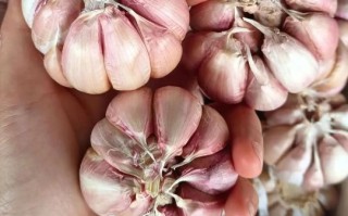 香蒜和大蒜的区别_哪个更好吃