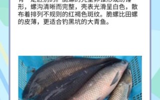 螺蛳青是什么鱼_螺蛳青和草鱼的区别