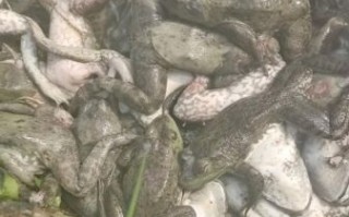 青蛙养殖加盟赚钱吗_青蛙养殖加盟成本多少