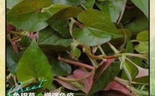 鱼腥草的功效与作用有哪些_鱼腥草能天天泡水喝吗