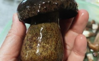 黑牛肝菌怎么挑选_黑牛肝菌多少钱一斤