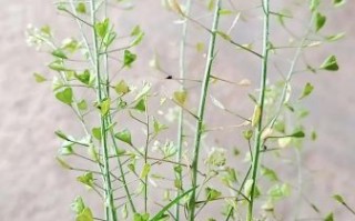 荠菜花能吃吗_荠菜花怎么吃