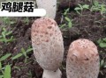 鸡腿菇与双孢菇生长条件相似吗_栽培环境对比