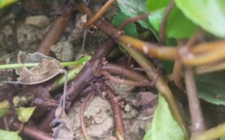 野地瓜什么时候成熟_野地瓜成熟时间