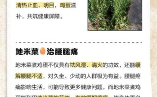 地米菜的功效与作用_地米菜怎么吃最好