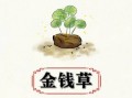 铜钱草致癌是真的吗_铜钱草毒性成分解析