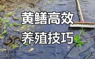 黄鳝养殖基地选址要求_黄鳝养殖基地投资多少钱