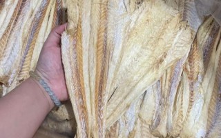 活柴鱼怎么保存_活柴鱼多少钱一斤