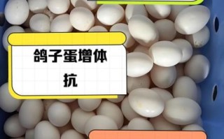 女人吃鸽子蛋有什么好处_鸽子蛋对女人有哪些功效