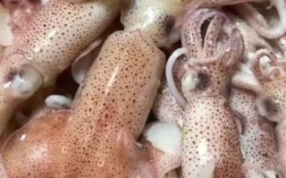 带籽海兔怎么做好吃_带籽海兔的家常做法