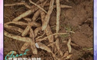 瓜蒌根的功效与作用_瓜蒌根怎么吃最好