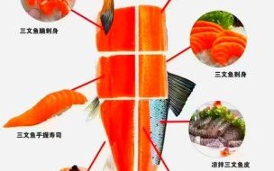 三文鱼长什么样子_三文鱼外形特征图解