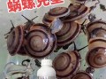 钉螺是什么_钉螺和福寿螺的区别