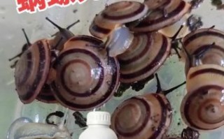 钉螺是什么_钉螺和福寿螺的区别