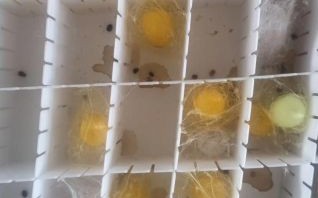 蚕茧图片大全_蚕茧颜色有几种