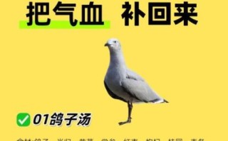 鸽子汤补肾吗_鸽子汤补肾效果怎么样