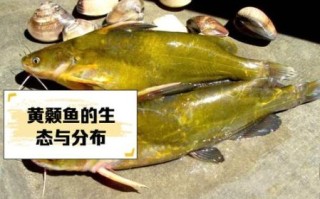 黄辣丁鱼多少钱一斤_黄辣丁鱼价格行情