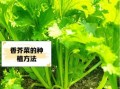 香芥菜图片_香芥菜长什么样