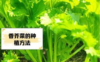 香芥菜图片_香芥菜长什么样