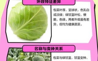 甘蓝菜品种图片大全_如何区分不同甘蓝