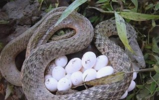 草花蛇有毒吗_草花蛇能当宠物养吗