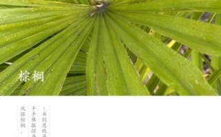 蓑衣是什么_蓑衣的用途有哪些