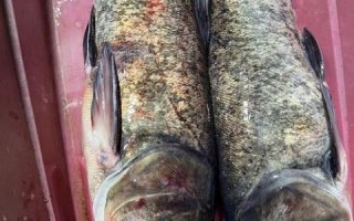 鳙鱼是什么鱼_鳙鱼图片长什么样