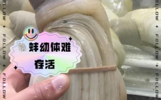 象拔蚌内脏圆球有毒吗_怎么处理最安全