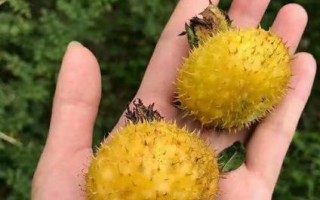 野生刺梨果图片_野生刺梨果长什么样