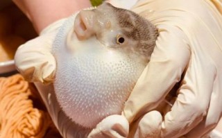 河豚鱼的功效与作用_河豚鱼真的能吃吗