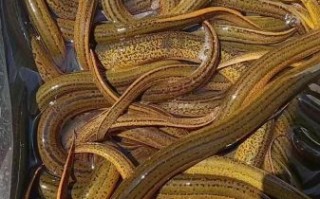 黄鳝吃了补壮阳吗_黄鳝壮阳效果真相