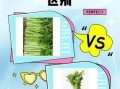 小芹菜和芹菜的区别_哪个营养更高