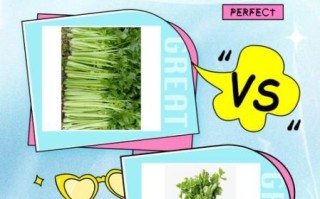 小芹菜和芹菜的区别_哪个营养更高